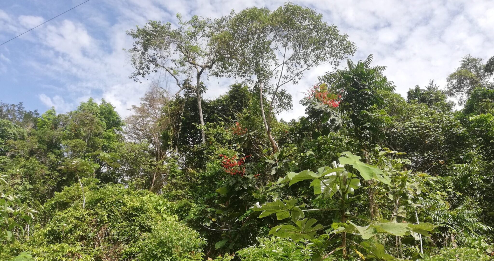 Why tropical forests matter - Size of Wales